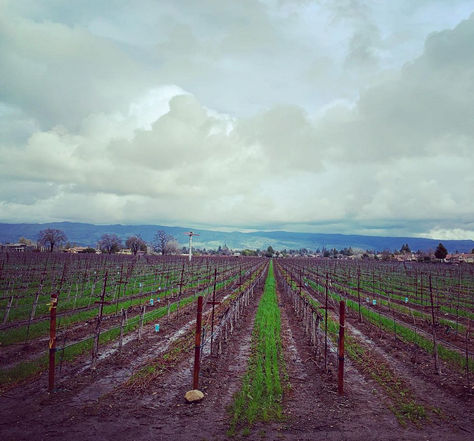 Winter in Napa Valley means Rain - Harvest Napa Valley